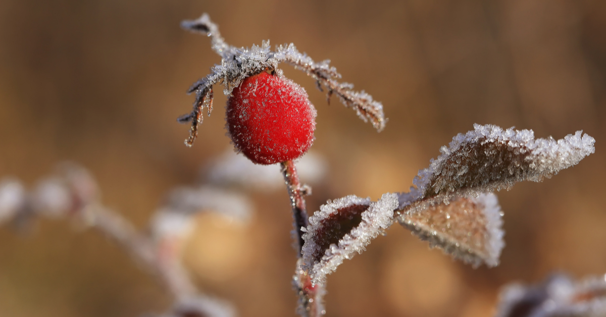 What You Need to Know About Your First Fall Frost Date | Omaha Home ...