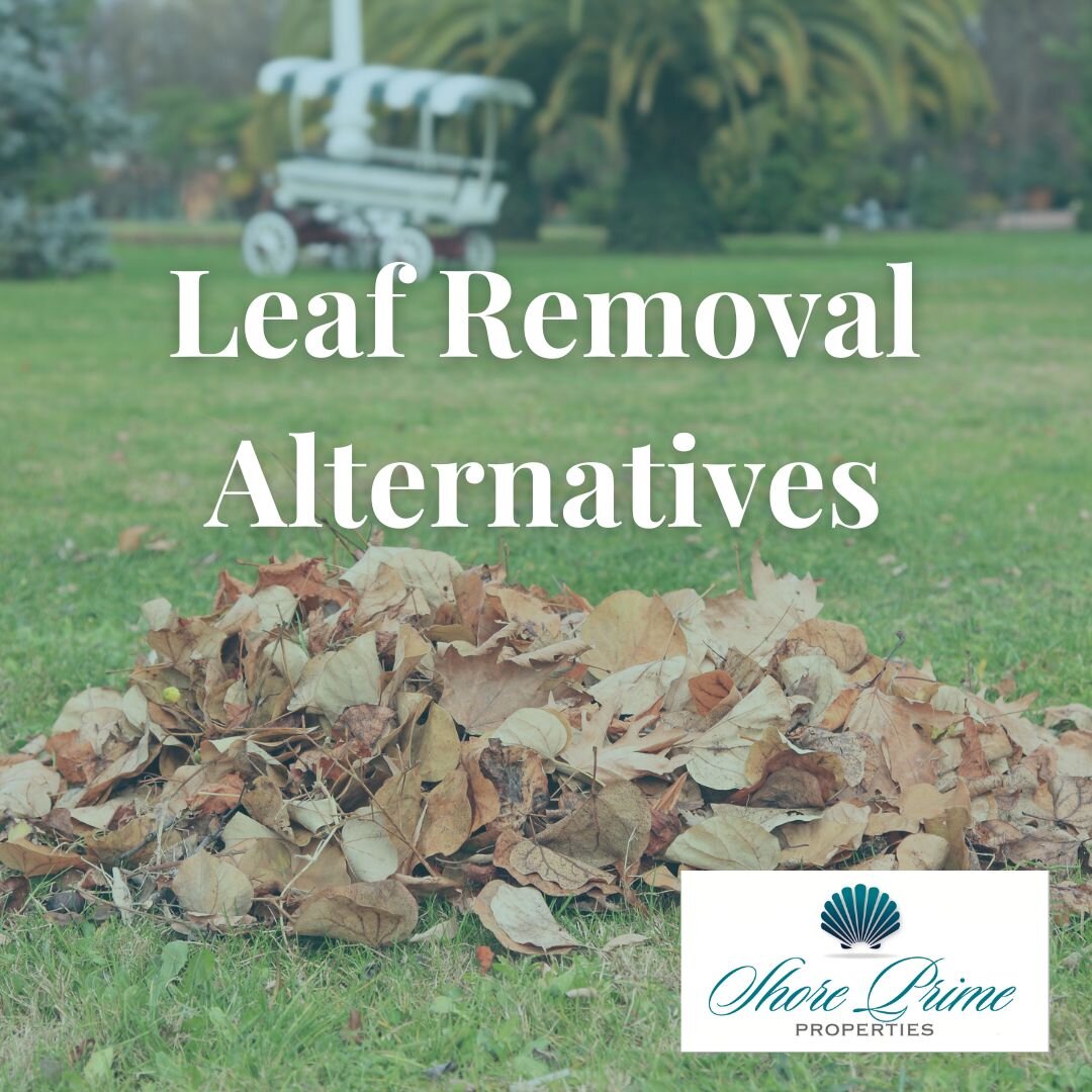 🍁 Leaf Removal Alternatives | Shore Prime Properties