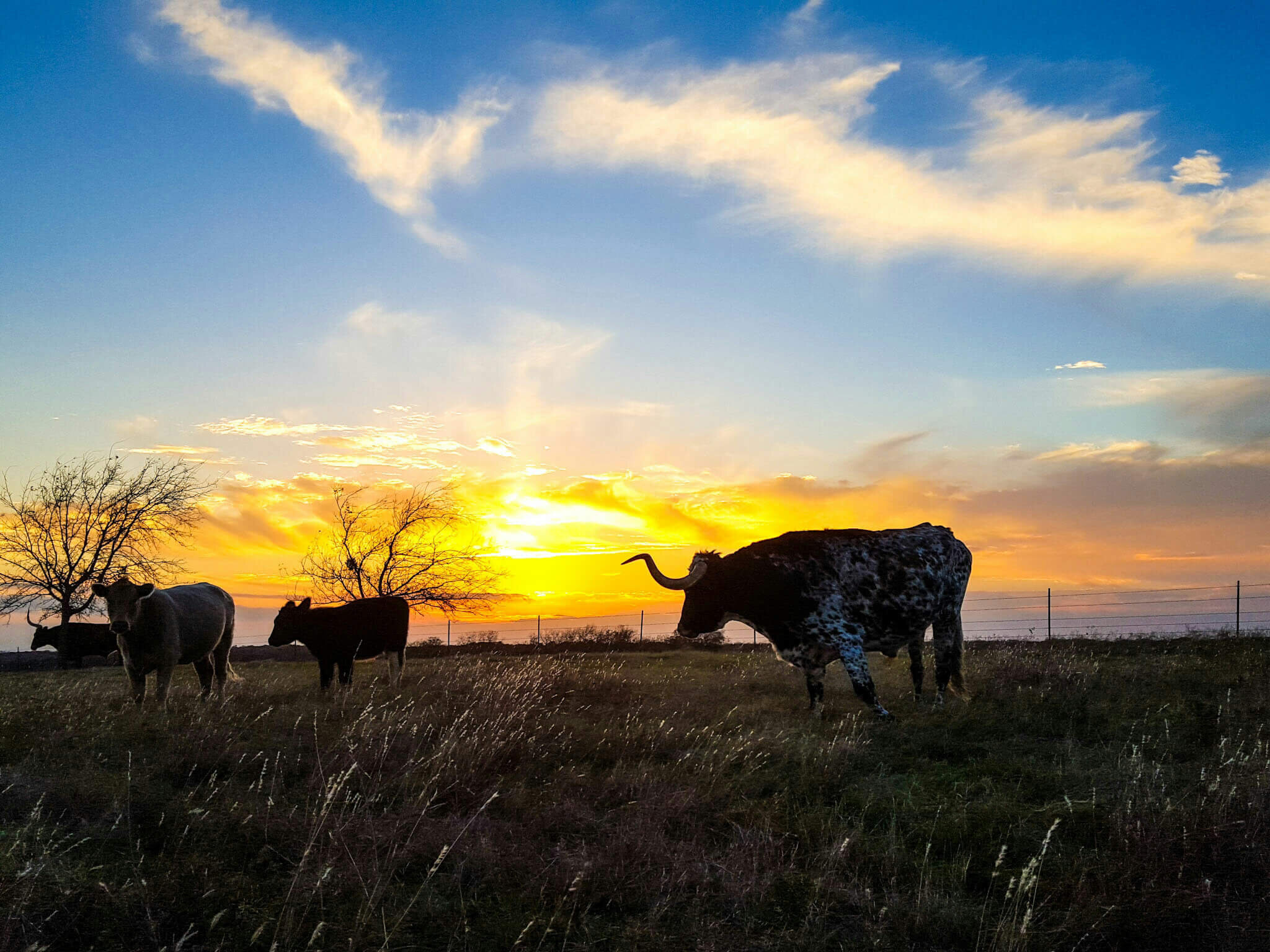 Sell Texas Land Fast | We Buy Land In Cash