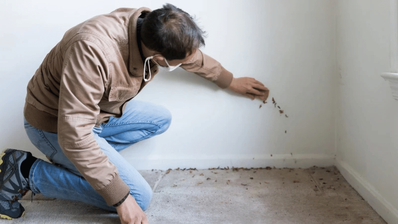 How to Get Rid of Pincher Bugs in Your Virginia Beach House
