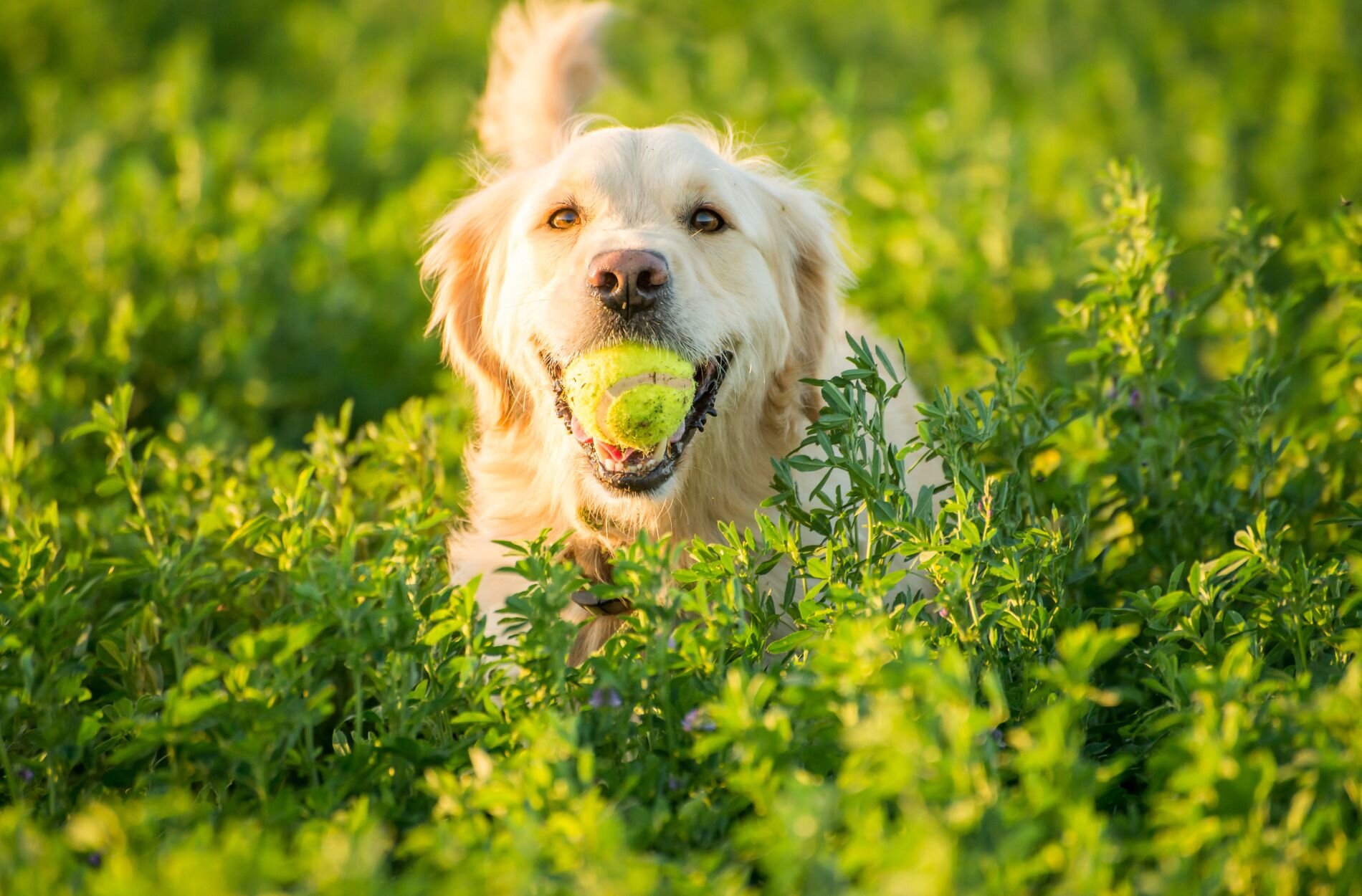 Pet-Friendly Spots for Your Furry Friend | Tye Realty Group