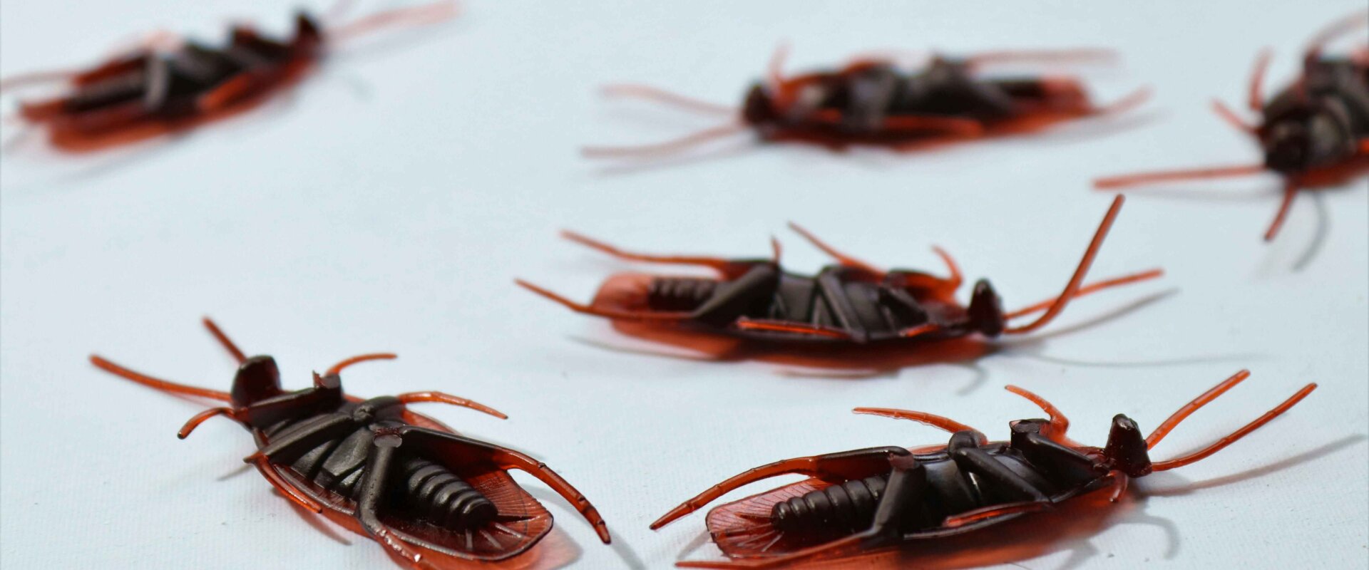 Roaches in Your Austin Apartment? Here’s What to Do