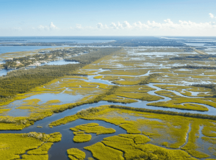 Understanding the Different Types of Wetlands on Florida Land