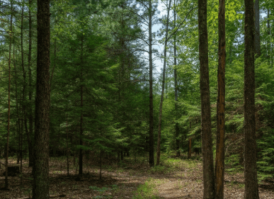 Explore the Top Areas for Wooded Acreage in Florida