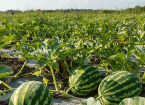 What Crops Are Grown in Florida? Everything You Need to Know