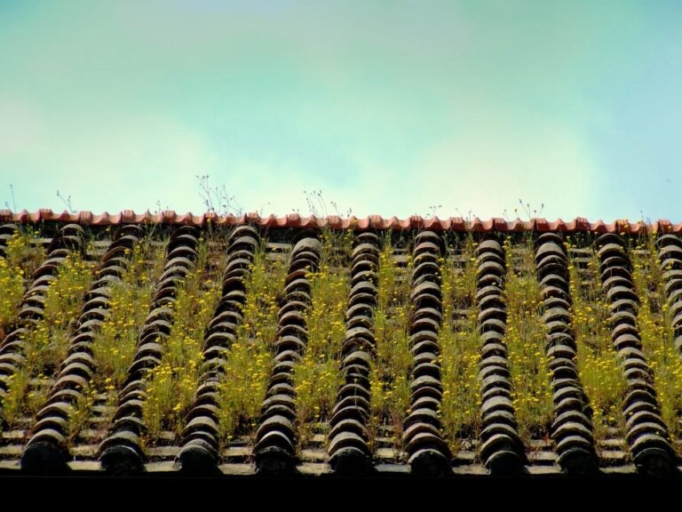 How To Take Care Of Your Green Roof? | Allegiant Roofing